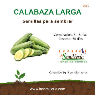 Semilla de Calabaza Larga | Sobre de semillas para sembrar