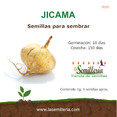 Semilla de Jícama | Sobre de semillas para sembrar