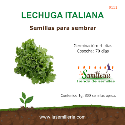 Semilla de Lechuga Italiana | Sobre de semillas para sembrar