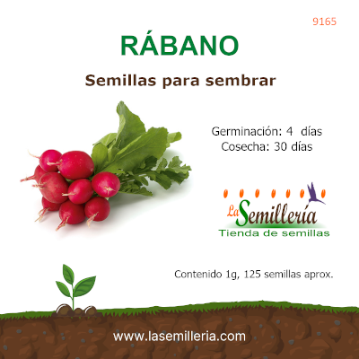 Semilla de Rábano | Sobre de semillas para sembrar